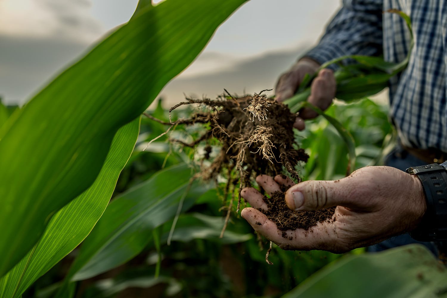 Loans | Capital Farm Credit