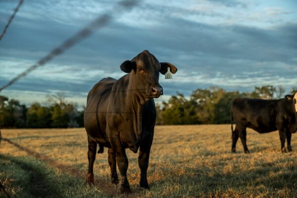 Apply for a Loan | Capital Farm Credit