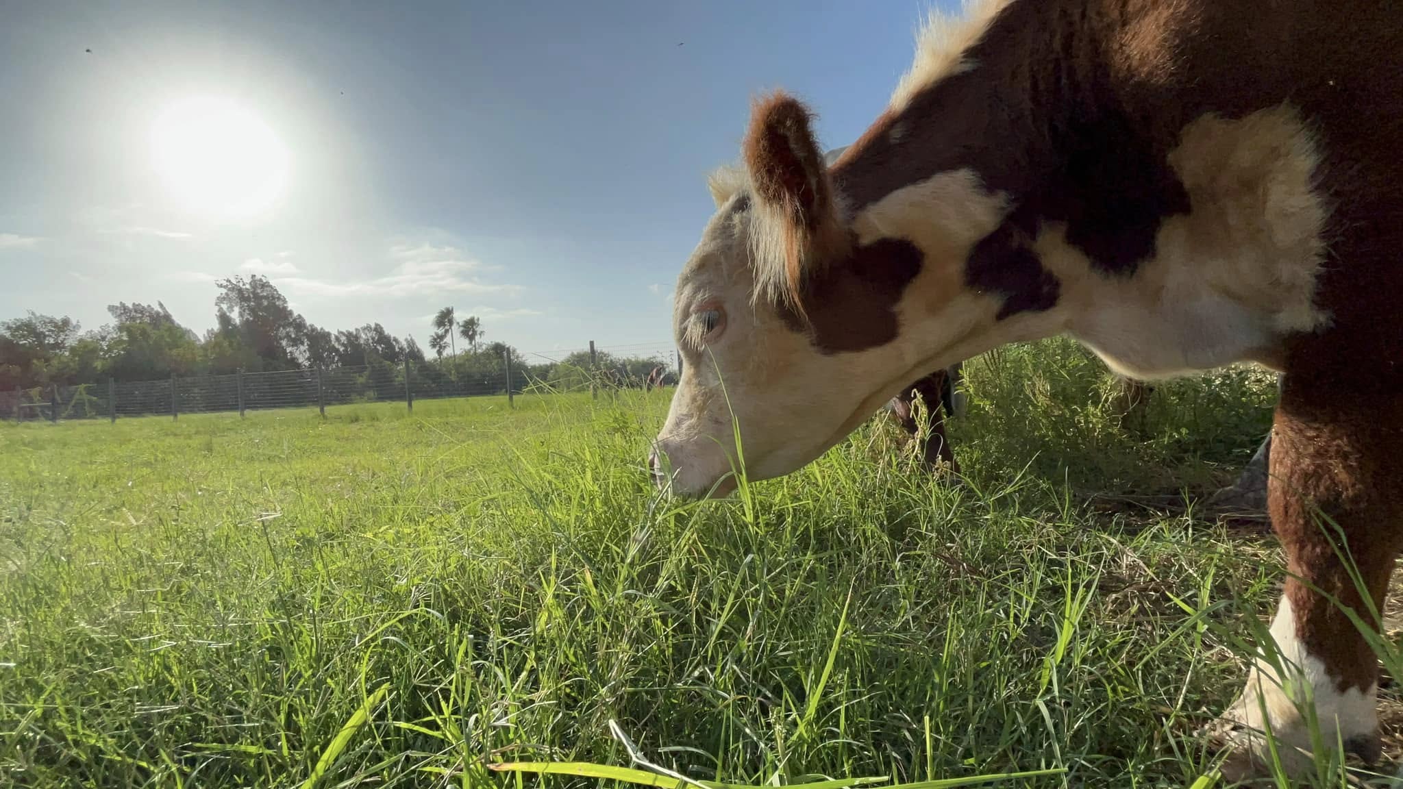 Broken Halo Grass Farm: Growing hope and healing, one bale at a time ...