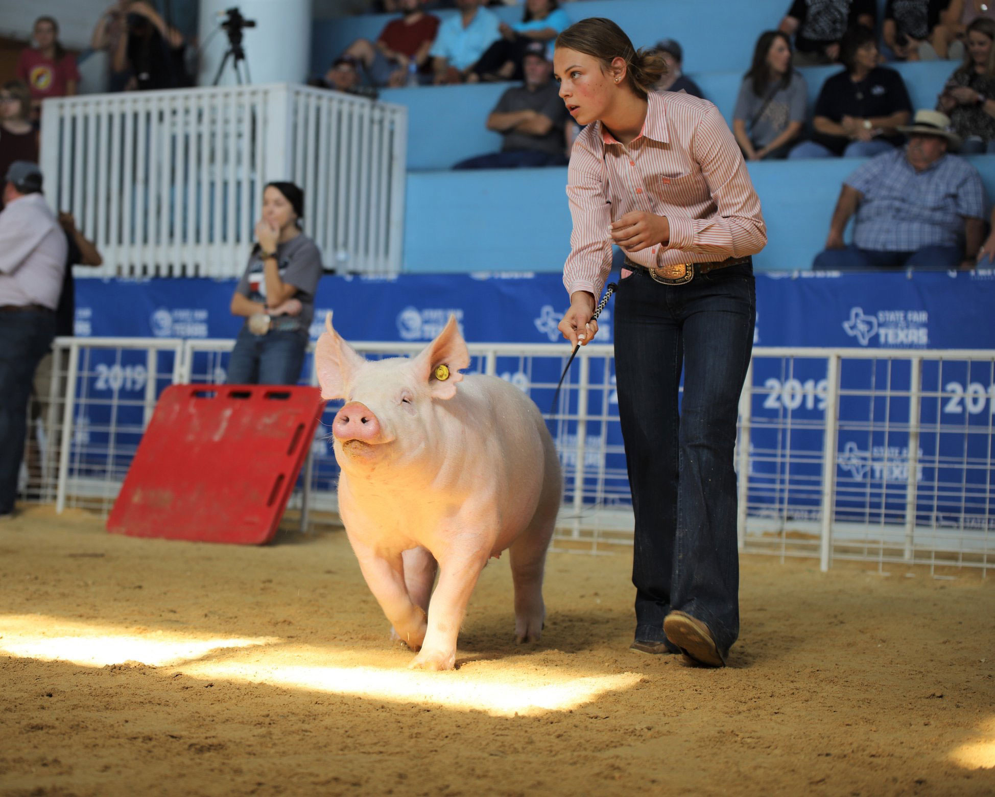 Capital Farm Credit establishes Texas Show Pass for livestock shows ...